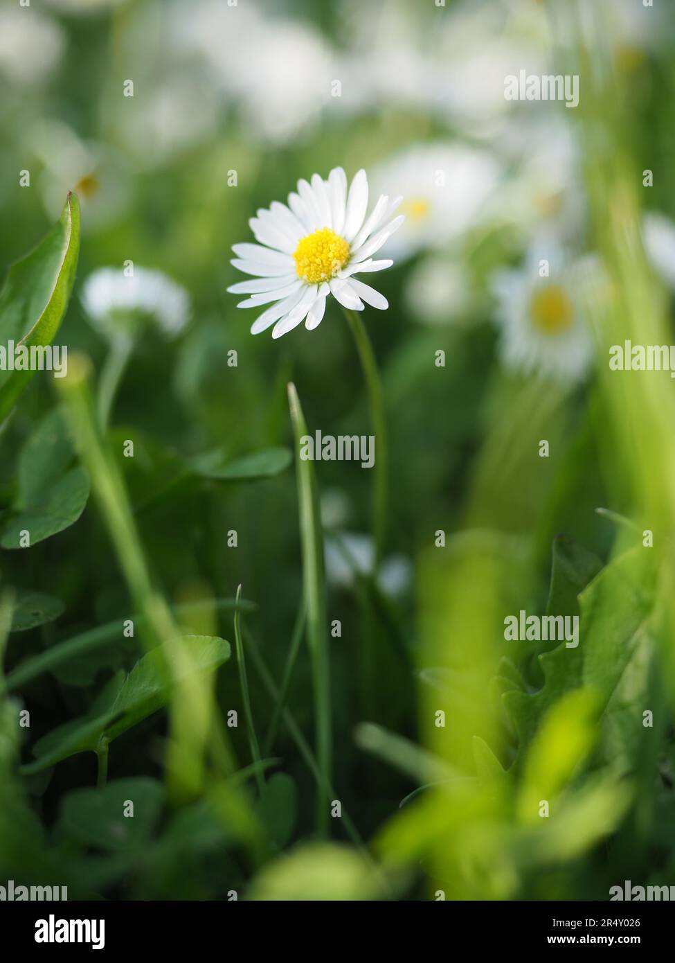 Single daisy in a field Stock Photo - Alamy