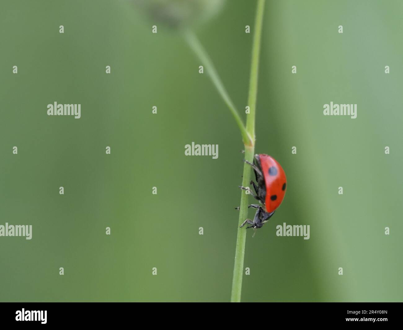 Ladybird climbing down a blade of grass Stock Photo - Alamy