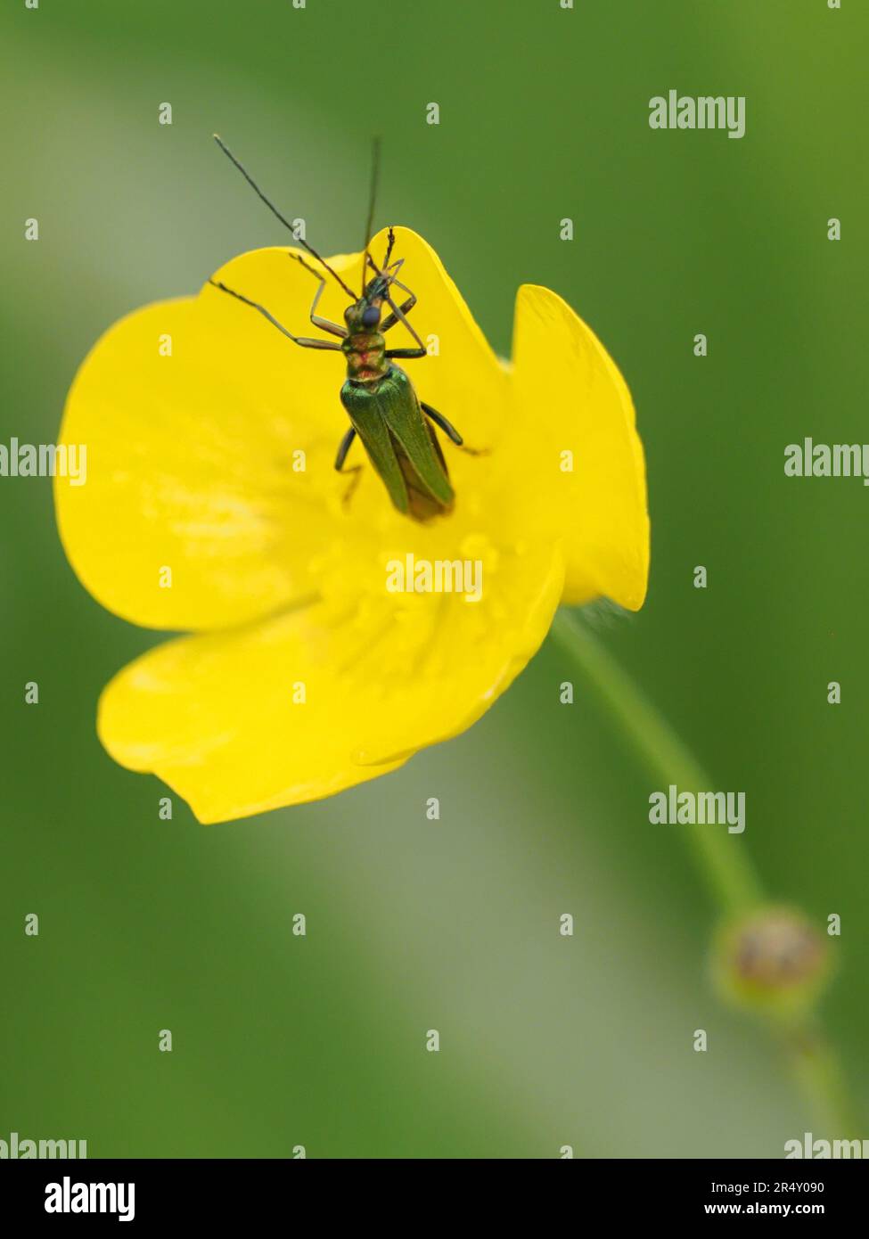 Buttercup with bug hi-res stock photography and images - Alamy
