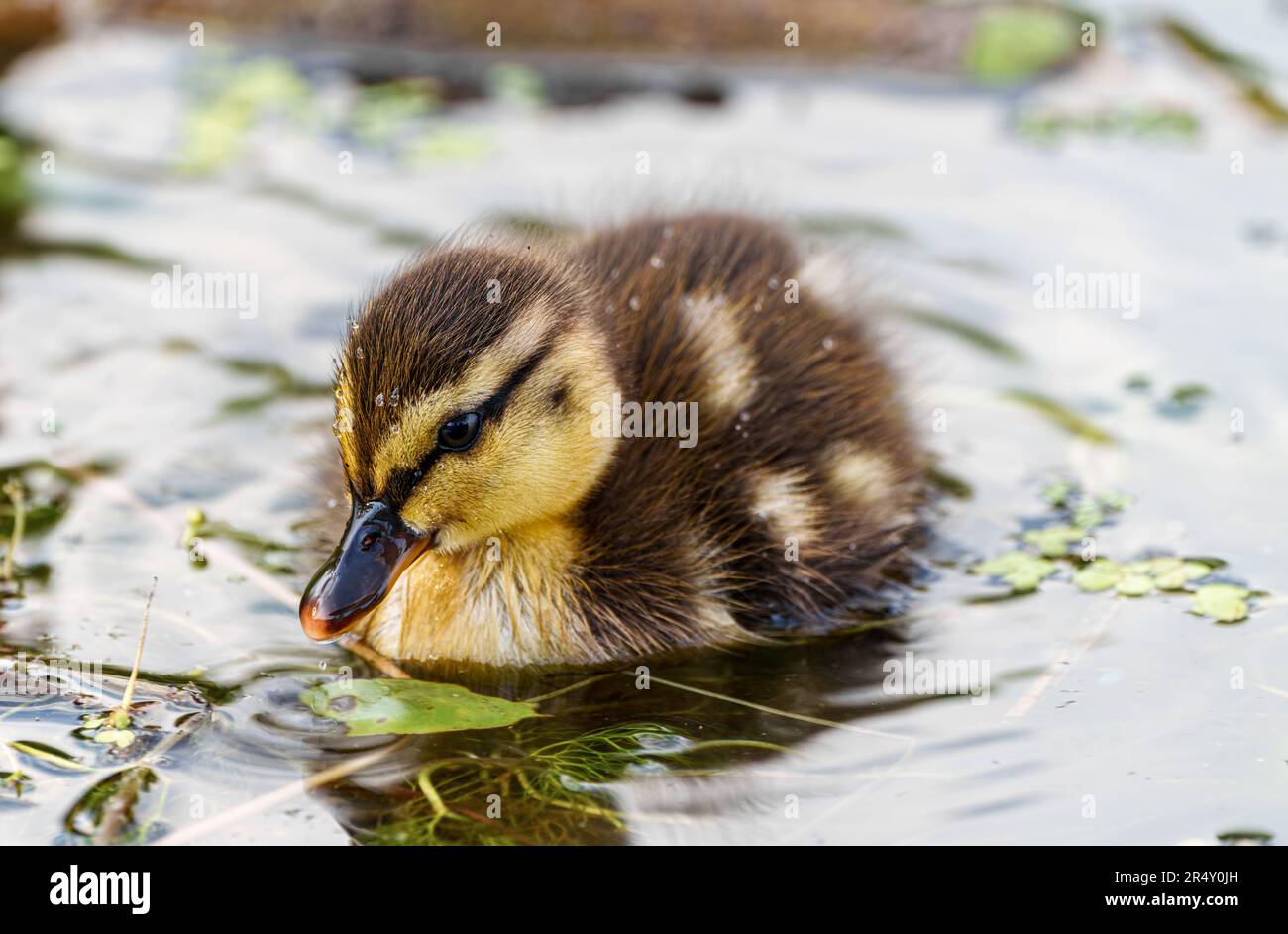Cute young duckling, only few days old, floating on a lake straight on ...