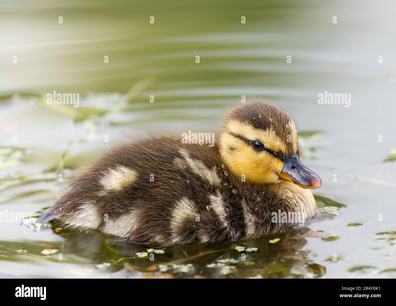 Cute young duckling, only few days old, floating on a lake straight on ...