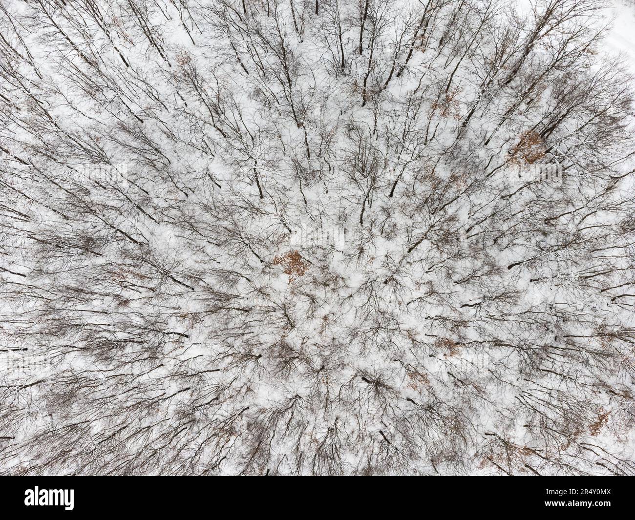 Tree texture top down hi-res stock photography and images - Alamy