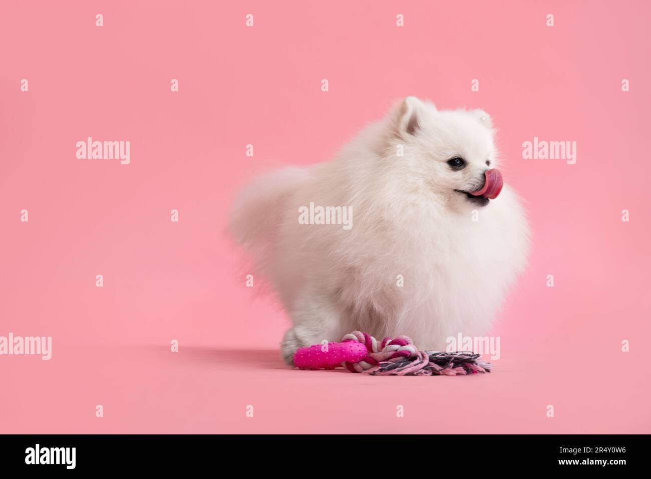 Portrait of a cute fluffy pomeranian puppy. A small smiling dog stands ...