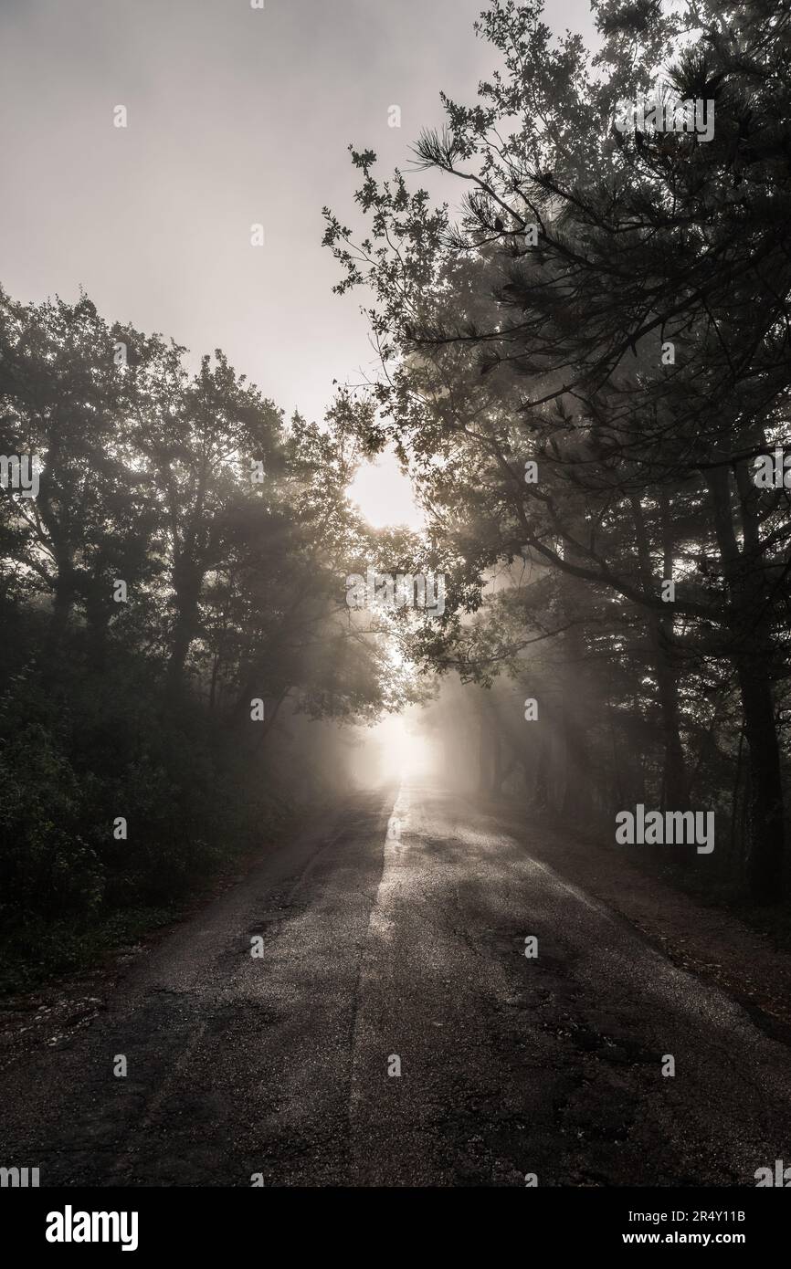 View of a road with sunrays cutting through the mist, and creating ...