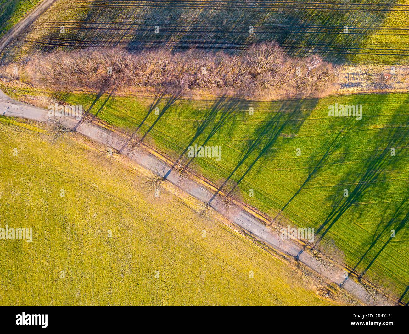 Rural asphalt road with alley of trees at sunset time. Trees in a row ...