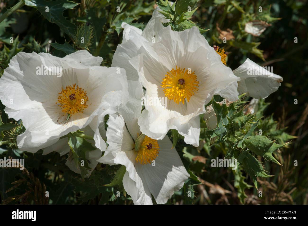 White prickly poppy wildflower hi-res stock photography and images - Alamy