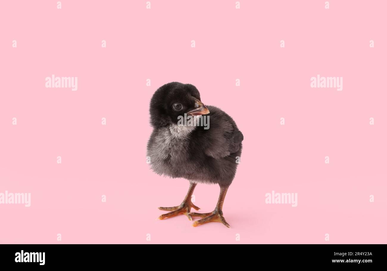 Fluffy pink chicks hi-res stock photography and images - Alamy
