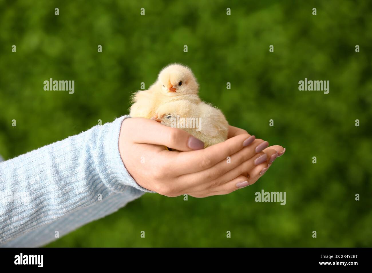 Hands holding chicks hi-res stock photography and images - Alamy