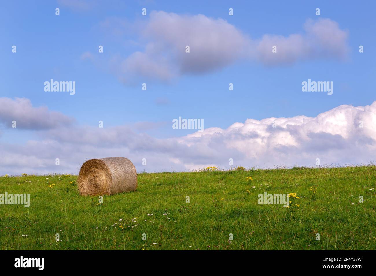 Beautiful medow hi-res stock photography and images - Alamy