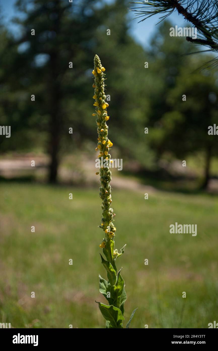 Common mullein (Verbascum thapsus), a common weed in the US West Stock ...
