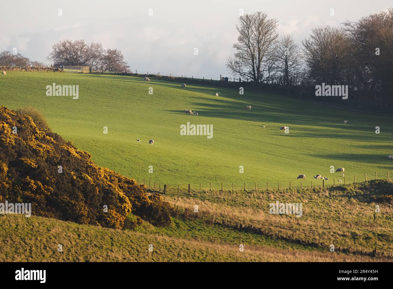 Picturesque, rural, rolling countryside landscape with grazing sheep on ...