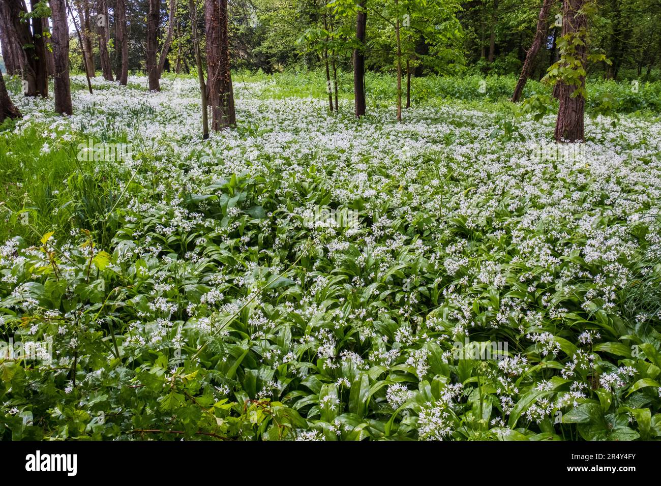 Ransons, wild garlic, allium ursinum, growing in A Suffolk,UK, wood ...