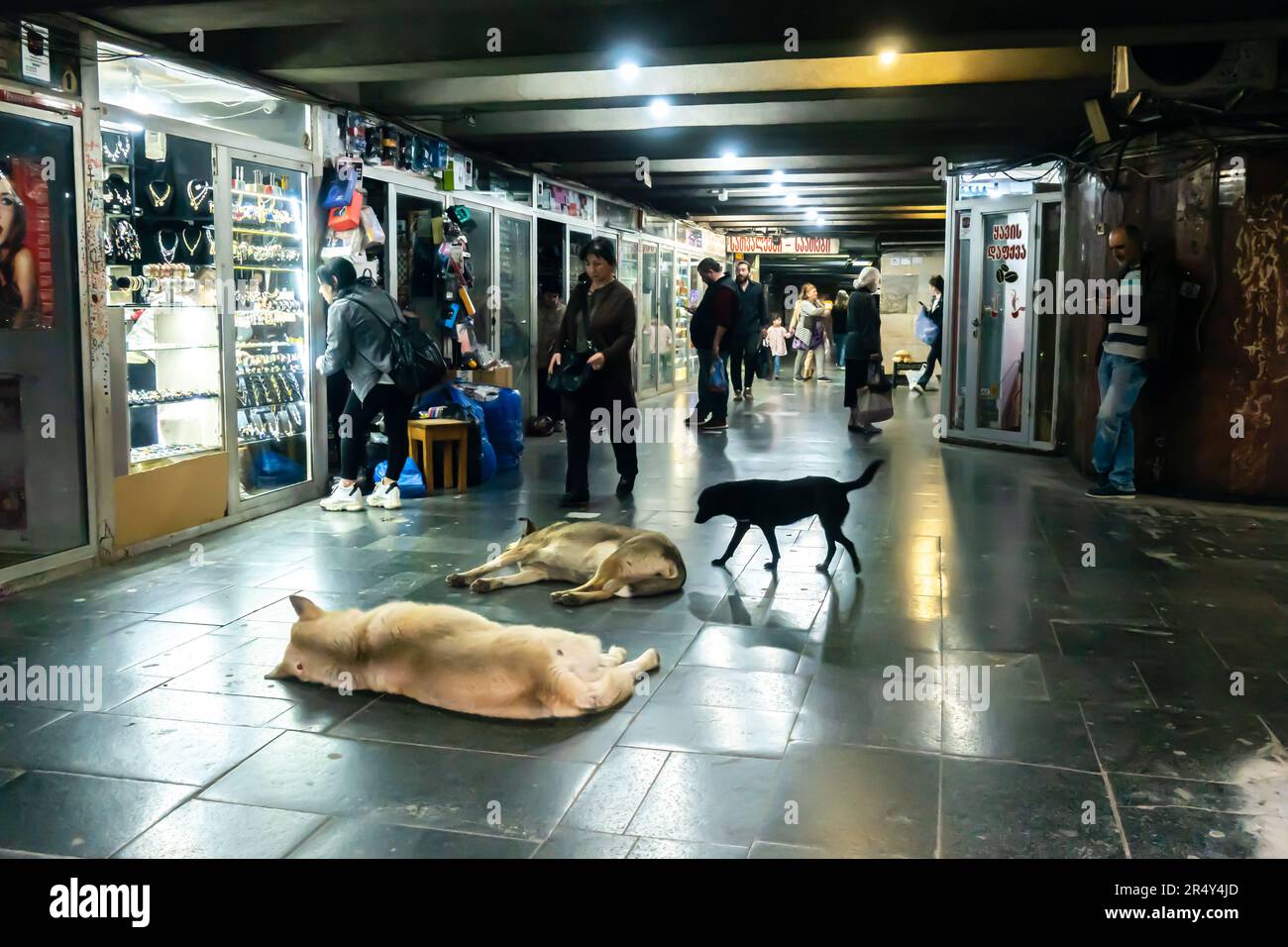 Stray dogs in Tbilisi underground metro passage, next to kiosks ...