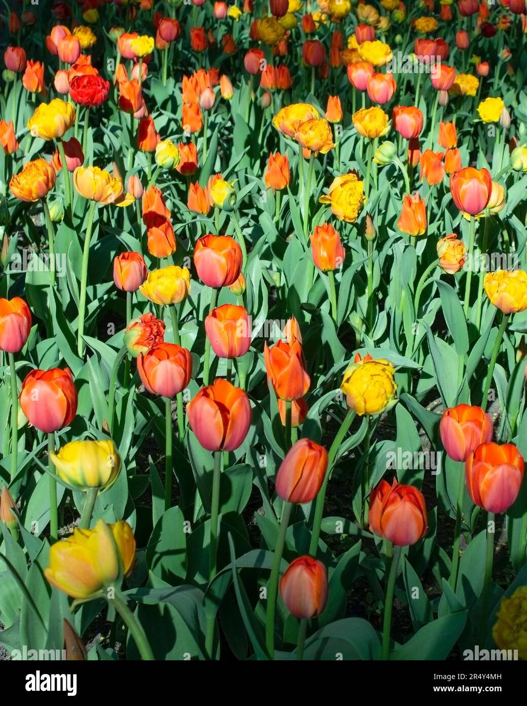 Multicolored tulips are growing in a flowerbed in the park. Spring ...