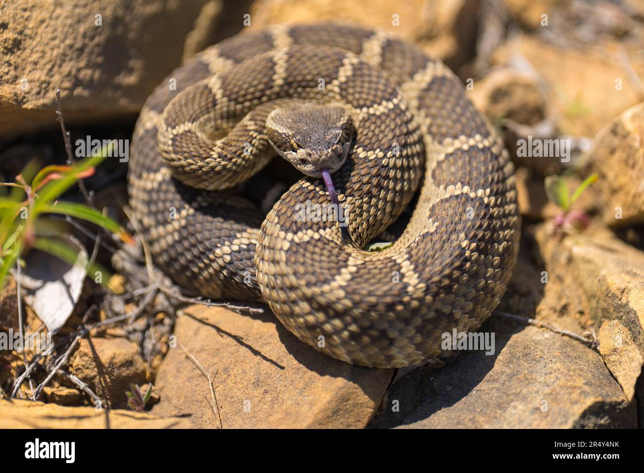 Rattlesnake lake hi-res stock photography and images - Alamy