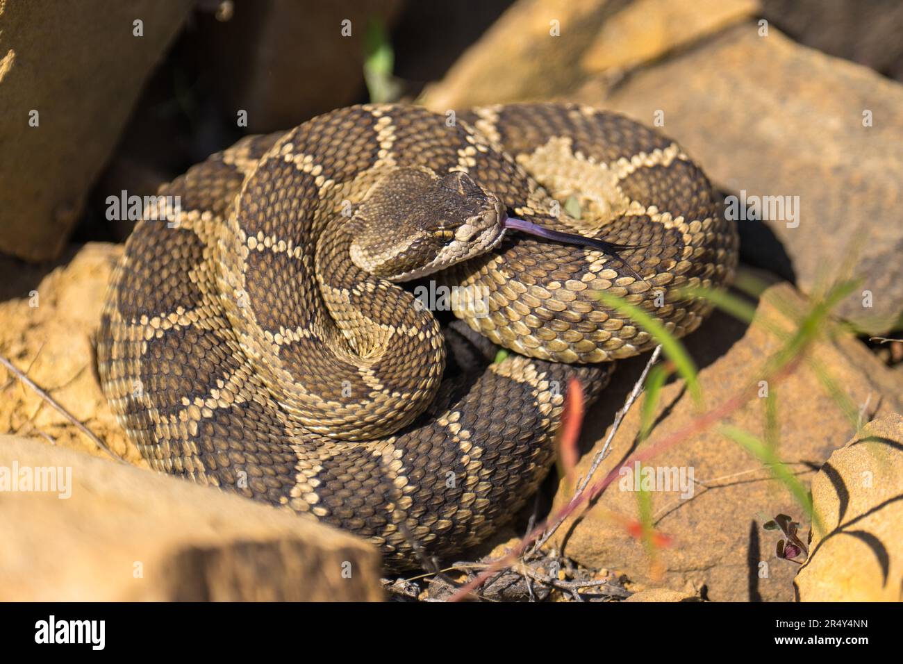 Western rattlesnake. Emigrant Lake, Ashland, Oregon Stock Photo - Alamy