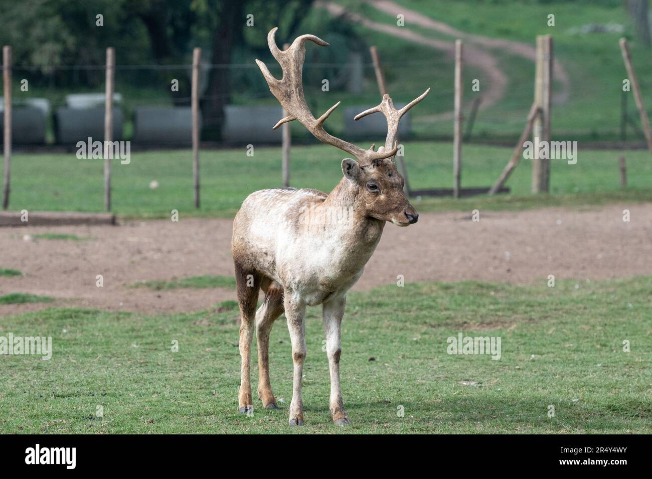 Gray Deer in the Parque Zoologico Lecoq in the capital of Montevideo in ...
