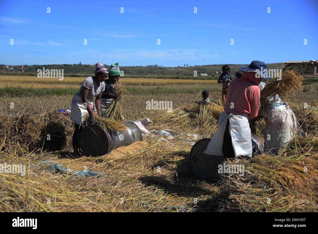 Mahitsy, Madagascar. 30th May, 2023. Local farmers harvest rice in a ...