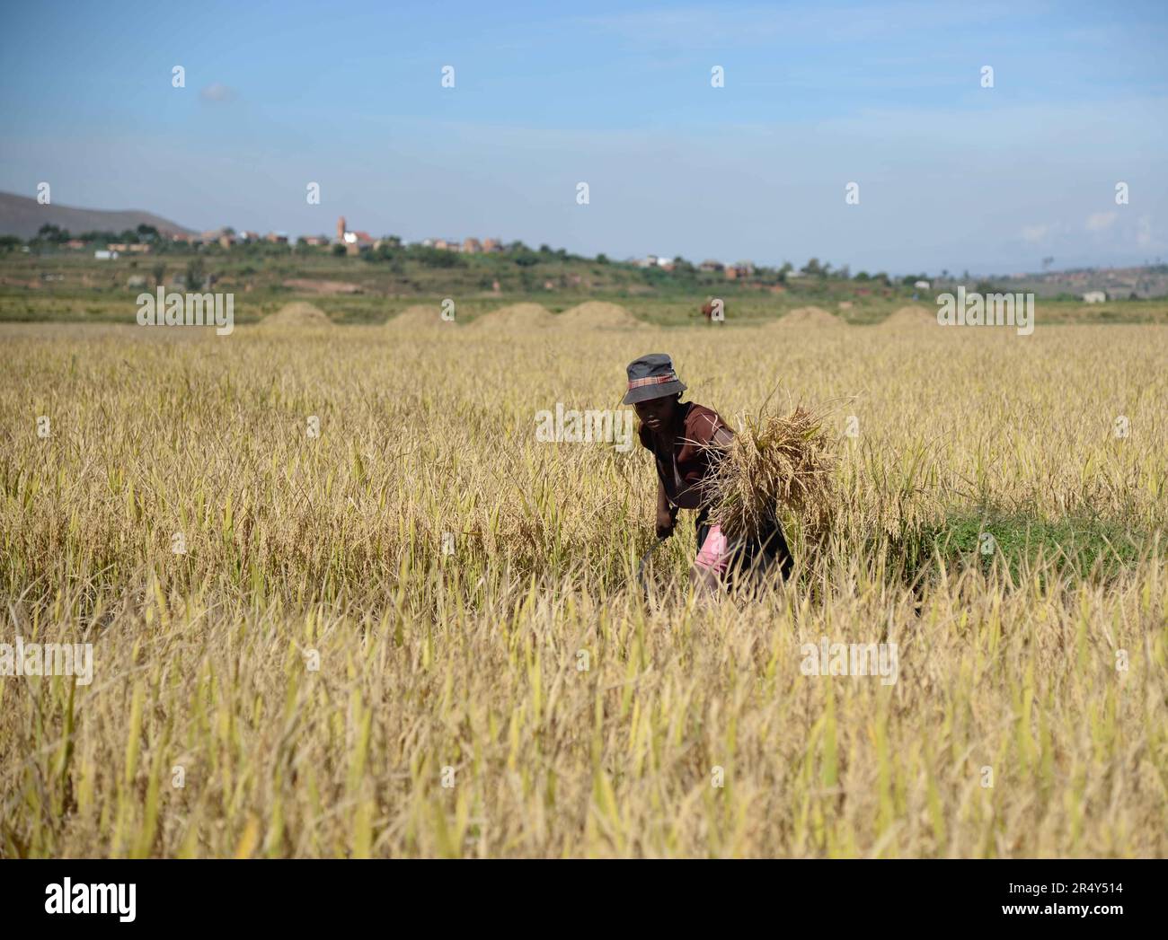 Mahitsy, Madagascar. 30th May, 2023. A local farmer harvests rice in a ...
