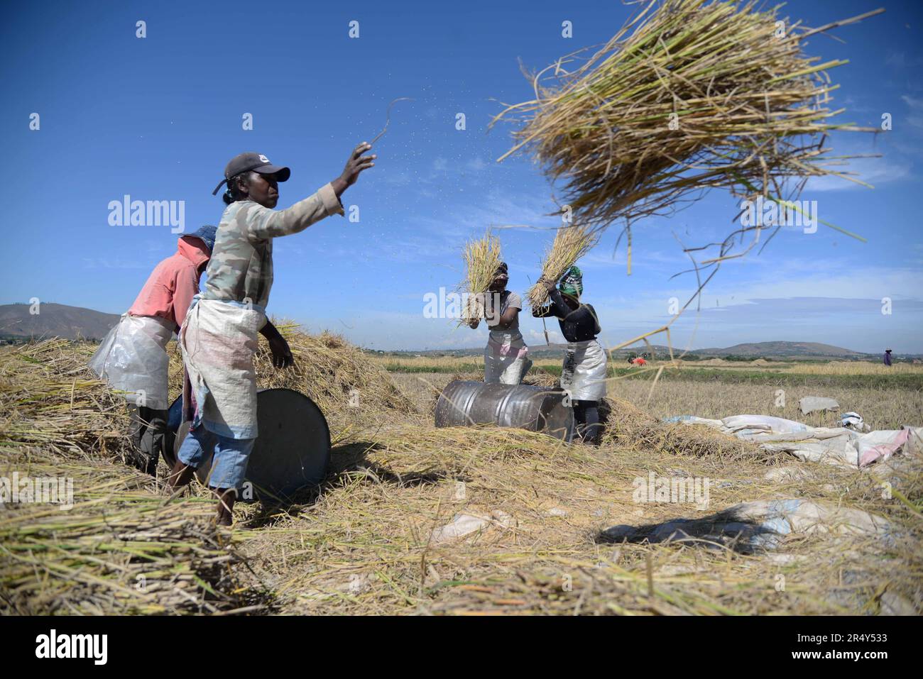 Mahitsy, Madagascar. 30th May, 2023. Local farmers harvest rice in a ...