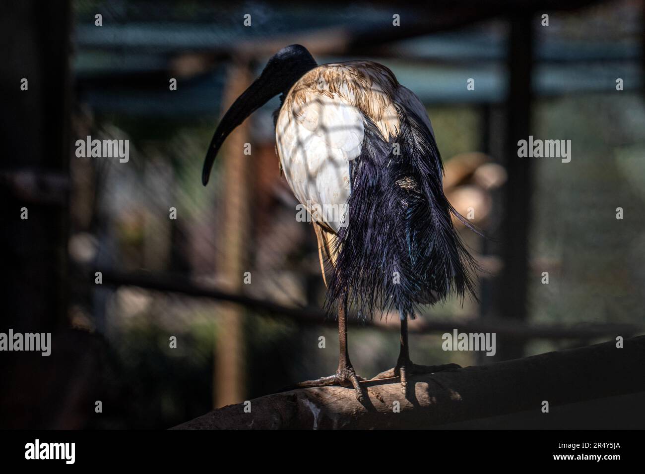 African Sacred Ibis Standing in a Zoo Enclosure Stock Photo - Alamy