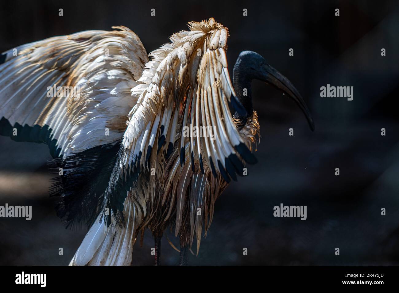 African wetland species hi-res stock photography and images - Alamy