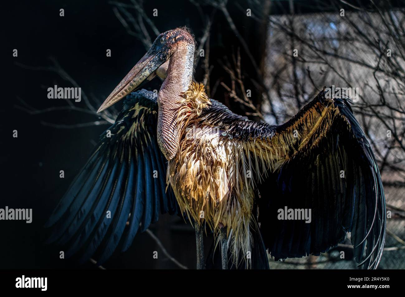 Marabou wings hi-res stock photography and images - Alamy