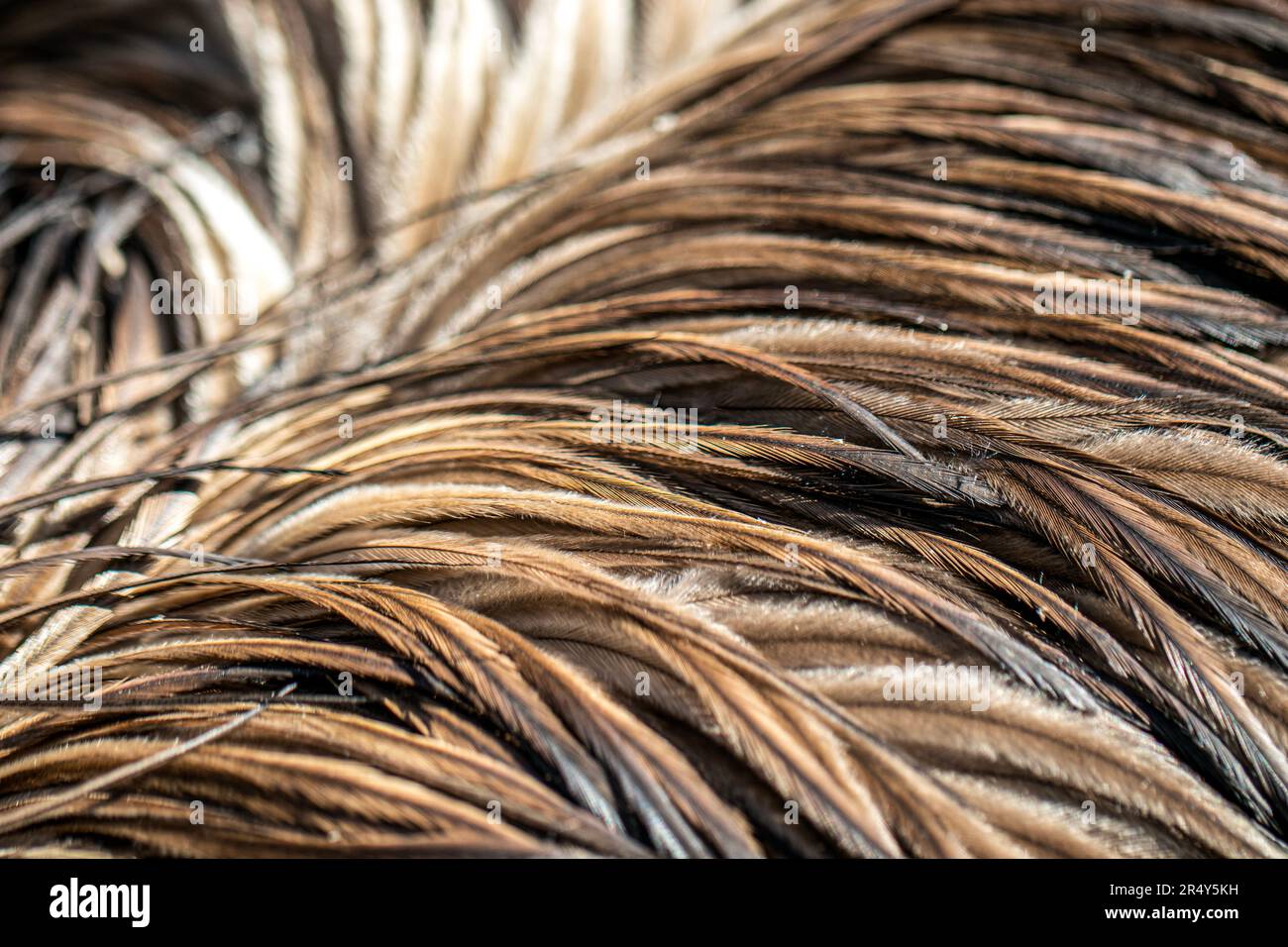 Detailed feathers hi-res stock photography and images - Alamy