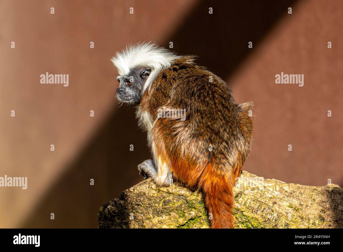 Cotton top tamarin hi-res stock photography and images - Alamy
