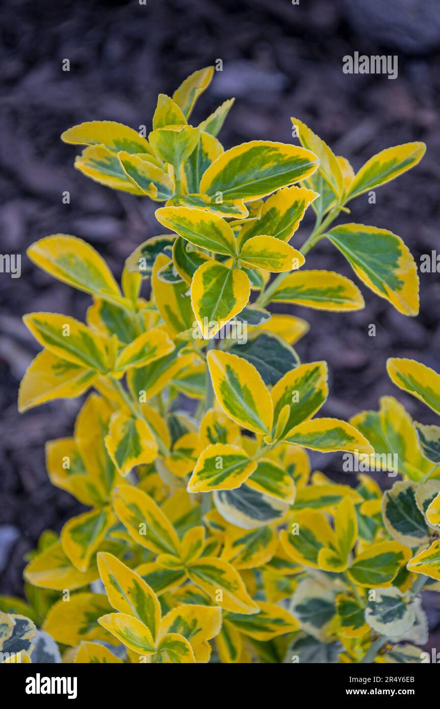 Japanese spindle tree hi-res stock photography and images - Alamy