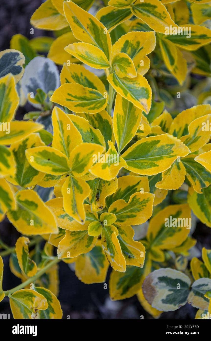 Gold splash hi-res stock photography and images - Alamy