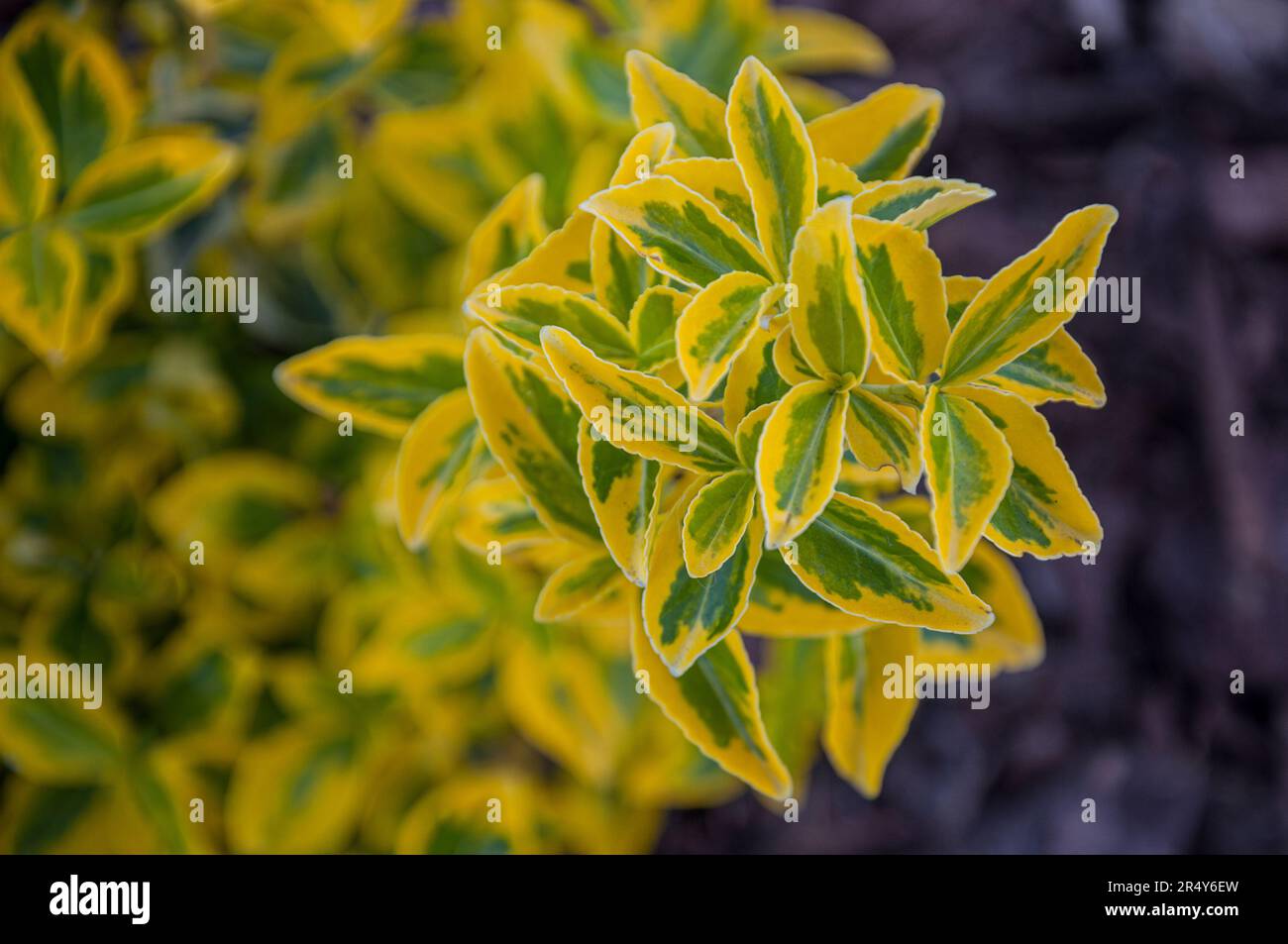 freshly planted spindle tree shrub. Closeup shot. Euonymus Gold Splash ...