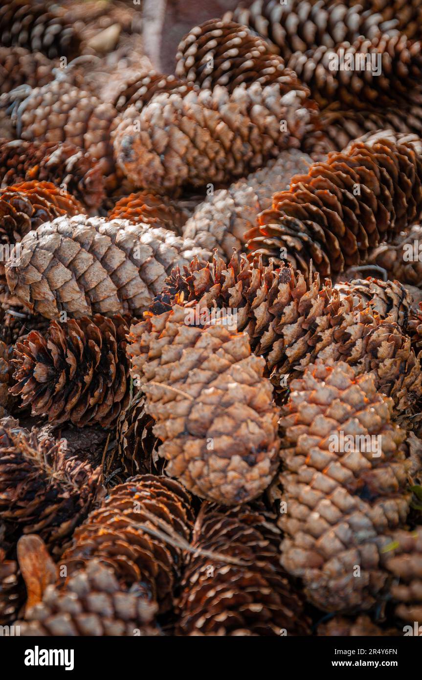 Pile of dried cones. Close up shot Stock Photo - Alamy