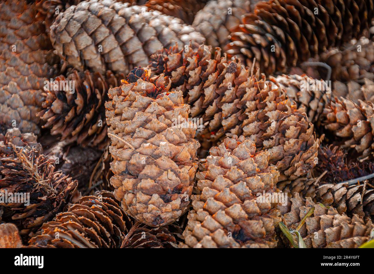 Pile of dried cones. Close up shot Stock Photo - Alamy