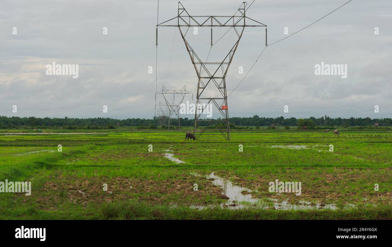 A cow in a paddy field Stock Photo - Alamy