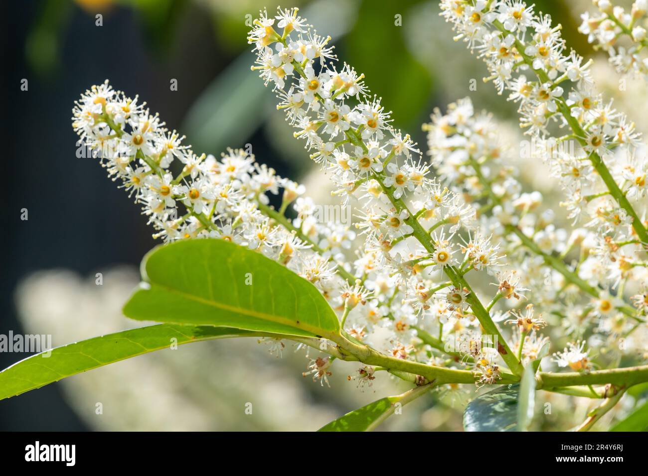 Close up of English laurel (prunus laurocerasus) flowers in bloom Stock ...