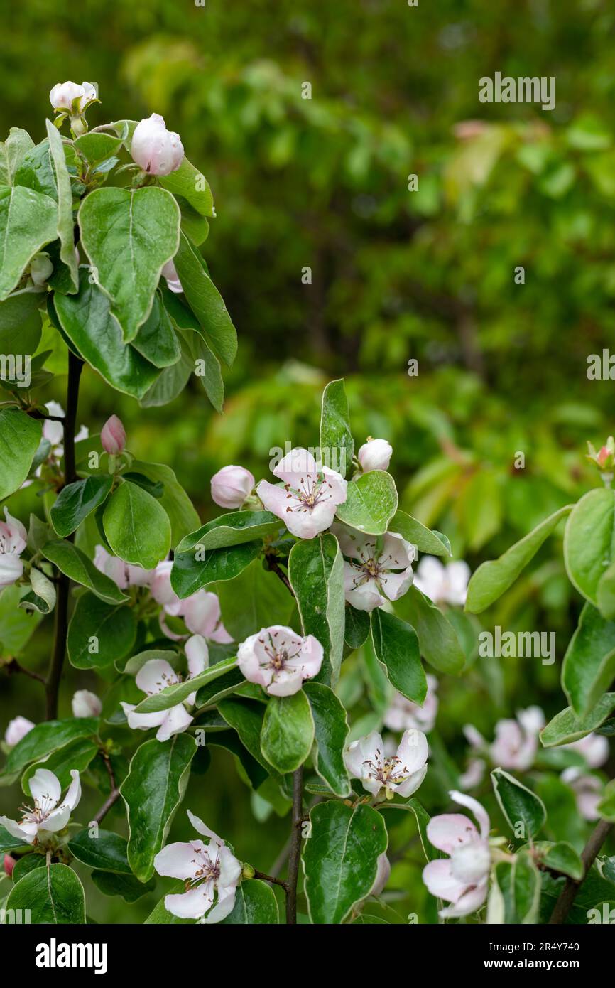 Close up of pink flowers on a quince (cydonia oblonga) tree in bloom ...