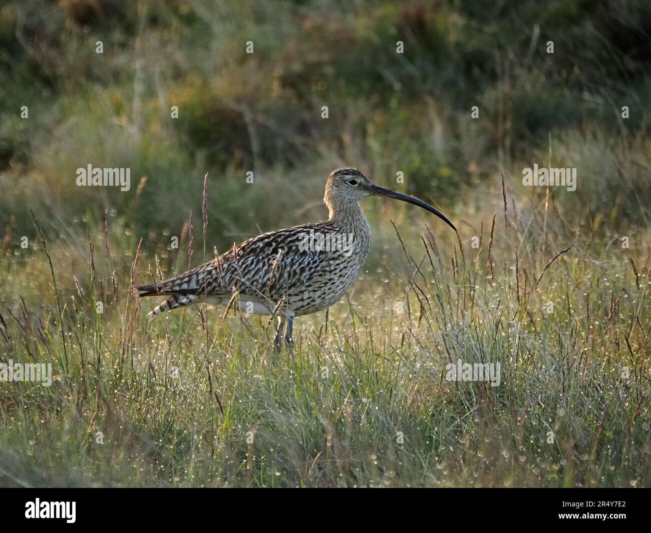 Eurasian Curlew (Numenius arquata) with characteristic long curved bill ...
