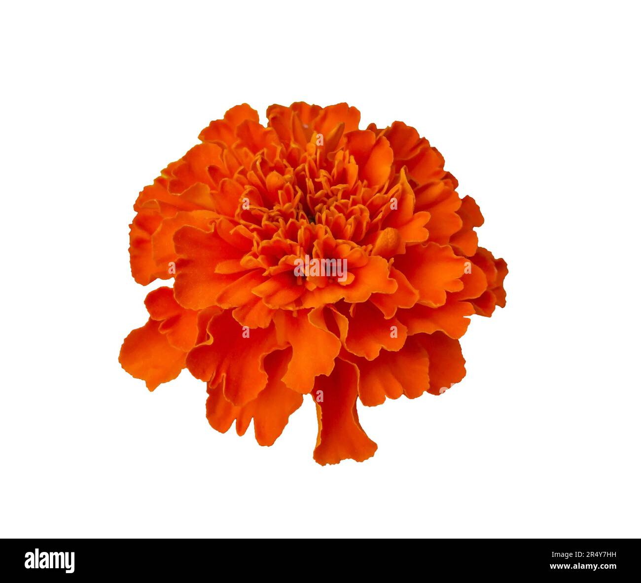 Beautiful Orange Marigold flower isolated on white background with ...