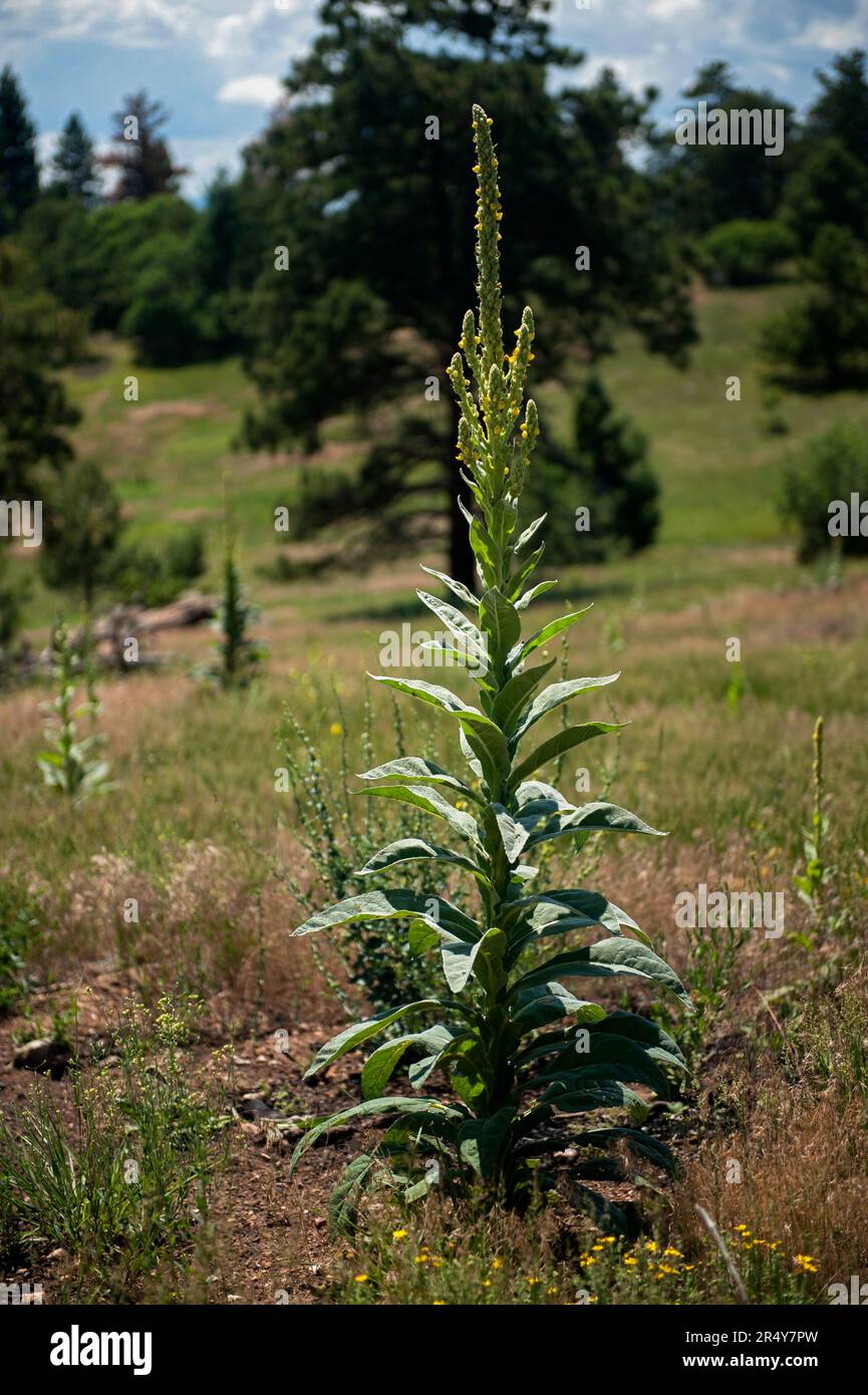 Wooly Mullein (Verbascum thapsus) in the foothills of the Colorado ...
