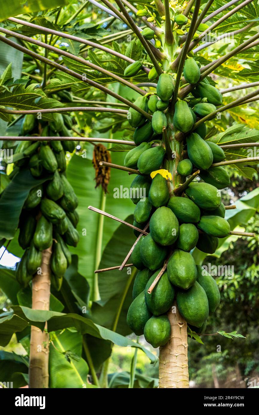 Papaya tree with fruits at Kumbali Country Lodge in Lilongwe, Malawi ...