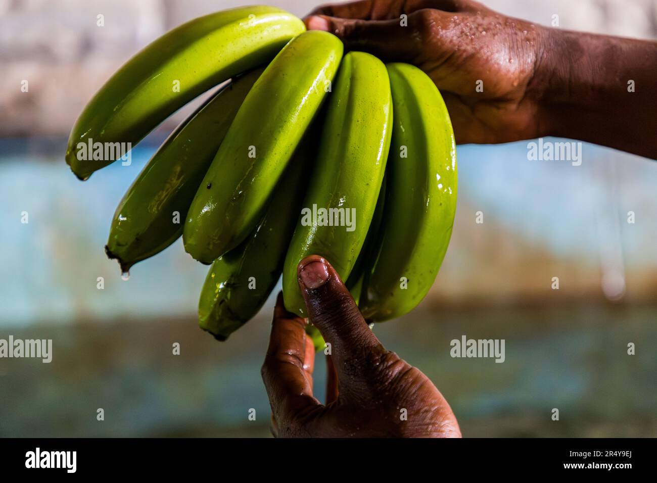 A so-called "banana hand" with seven "fingers". Bananas are harvested ...