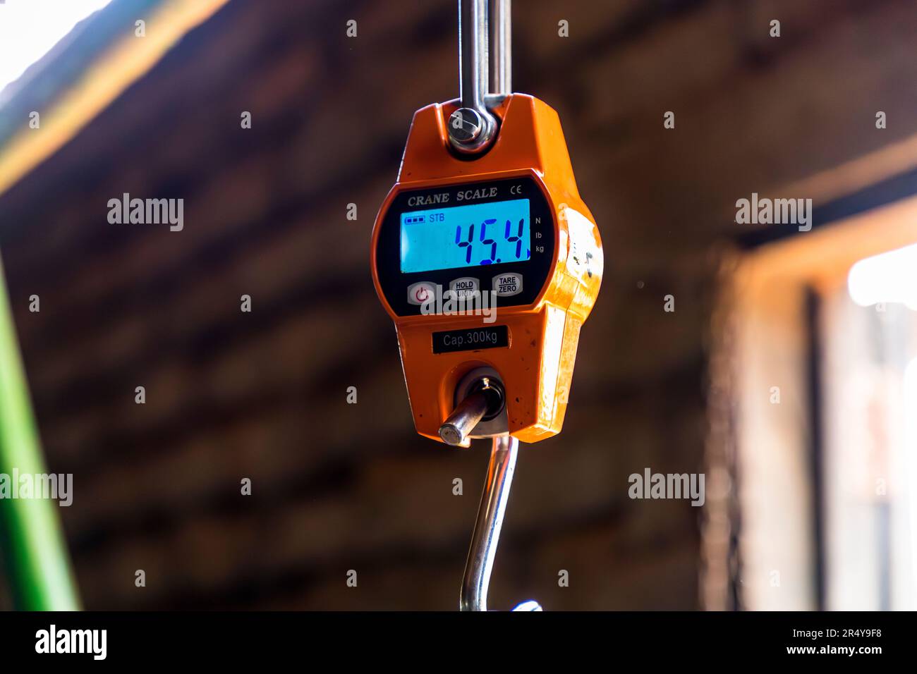 Electronic scale shows the weight of a whole bunch of bananas, which ...