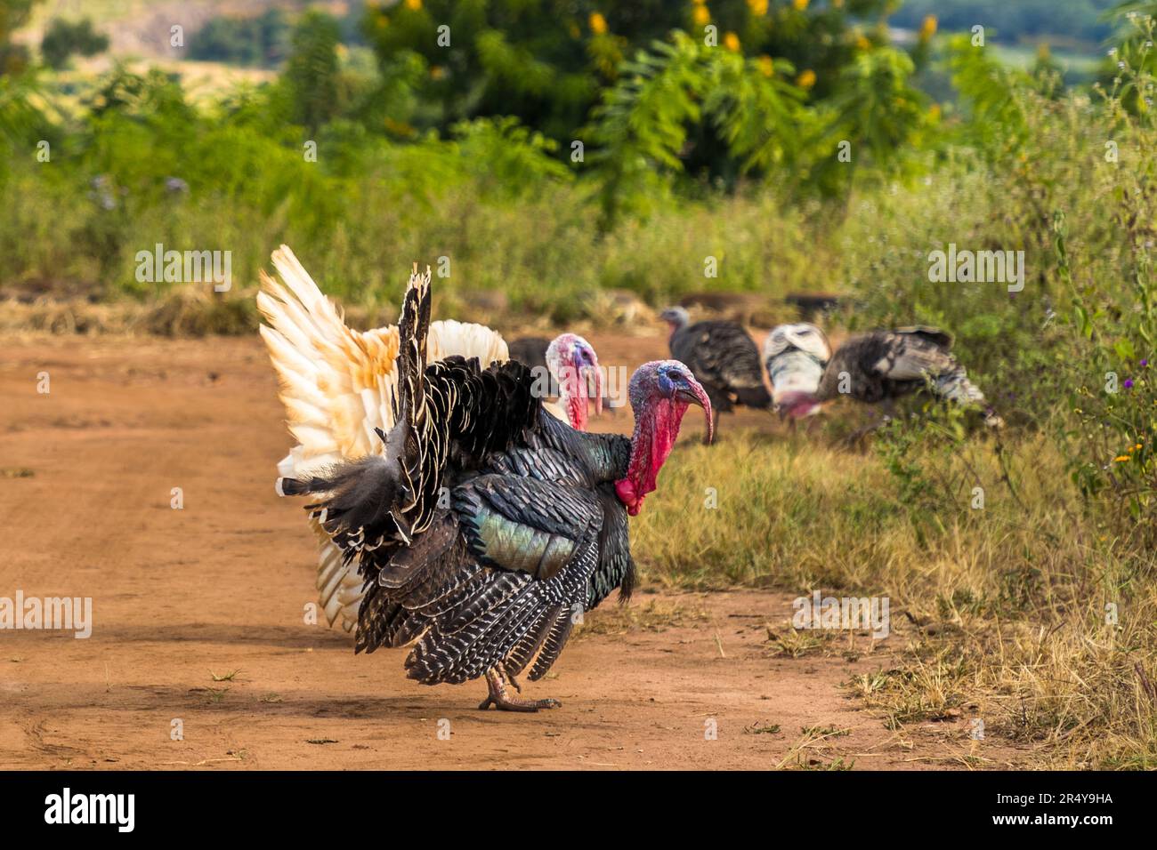 Malawi turkey hi-res stock photography and images - Alamy