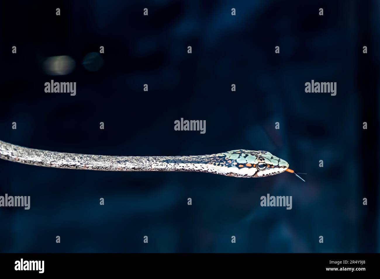 The poisonous branch snake Jamesons Mamba in R & L Game Ranch, Mwenda ...