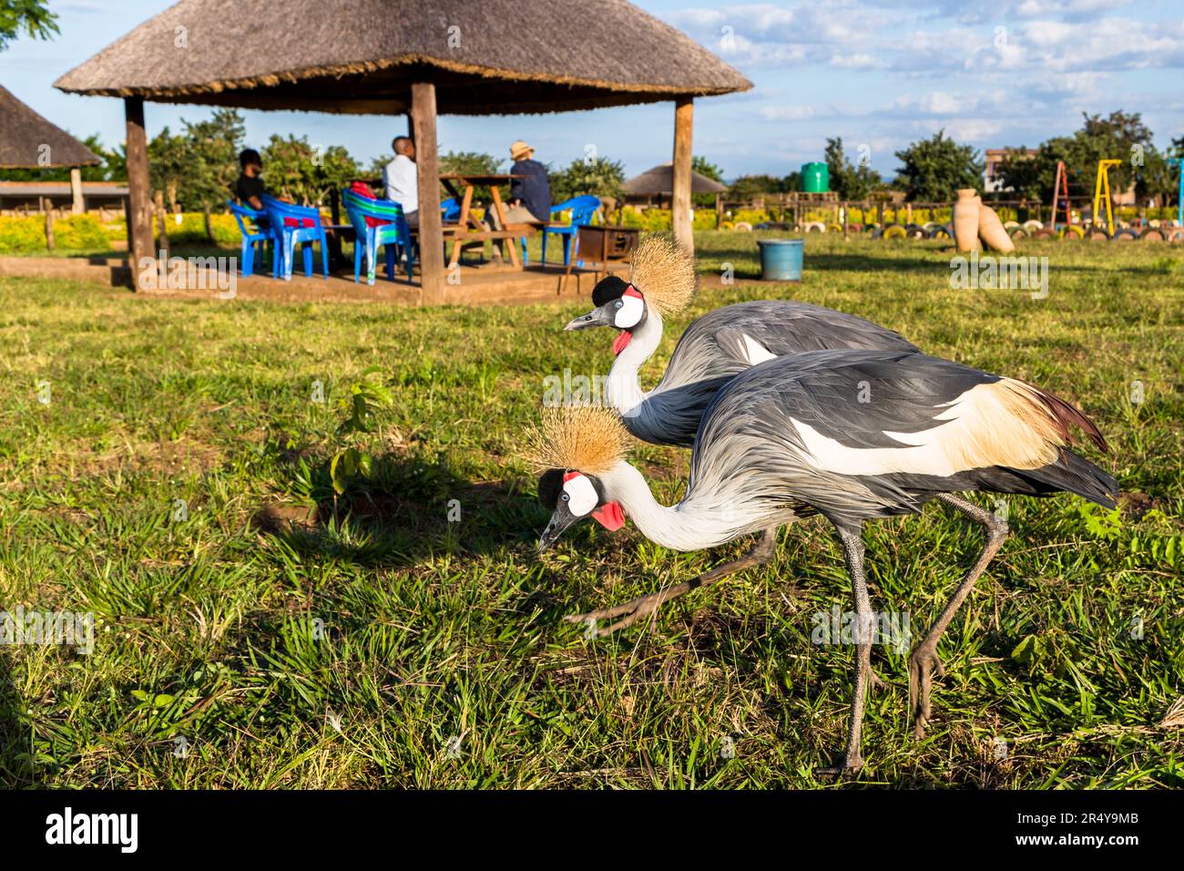Garden tree l crane hi-res stock photography and images - Alamy