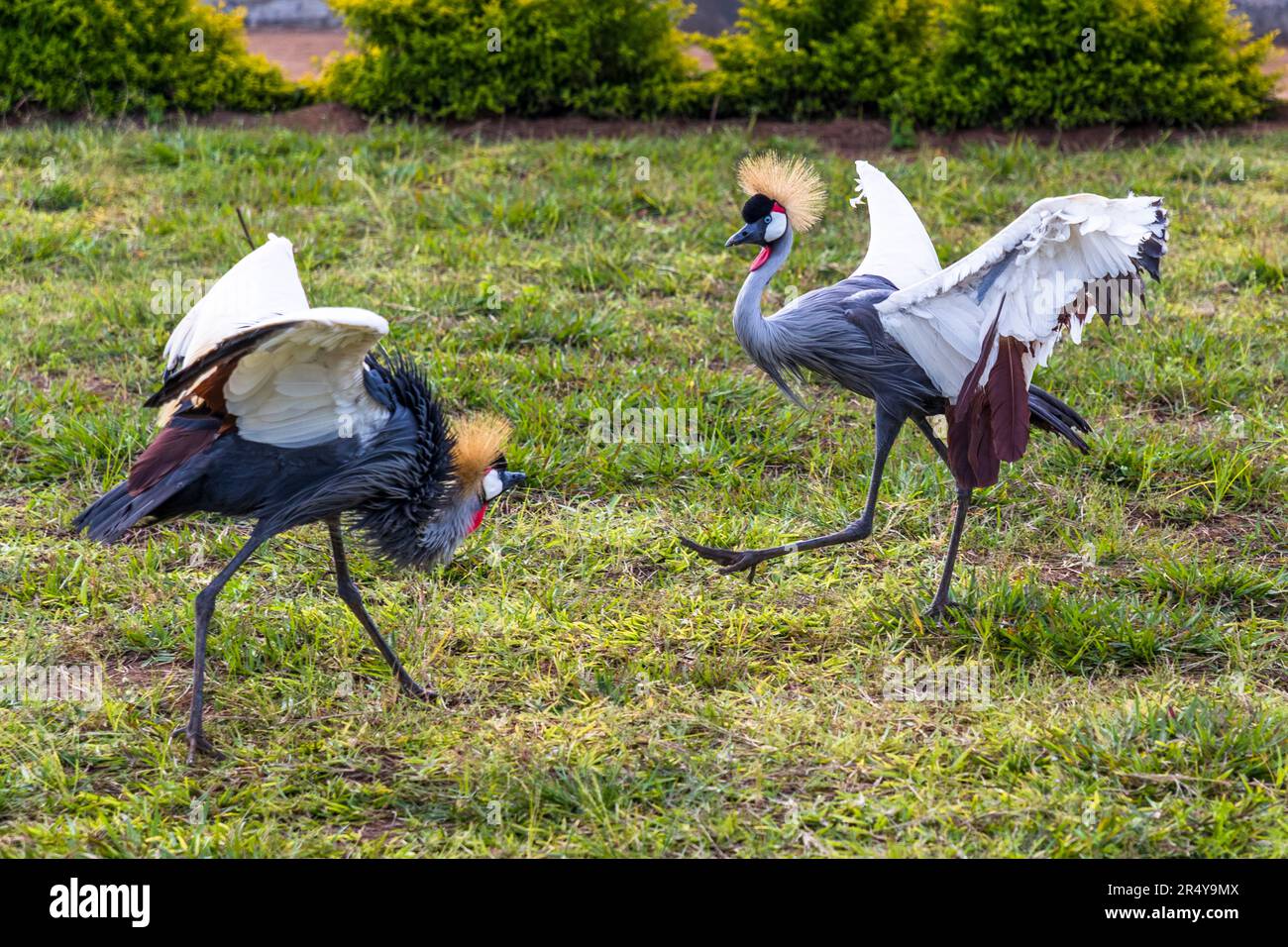 Uganda coat of arms hi-res stock photography and images - Alamy