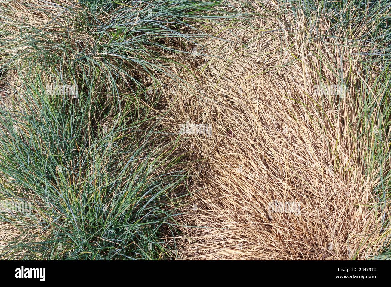 Meadow pattern with green and dry grass Stock Photo - Alamy