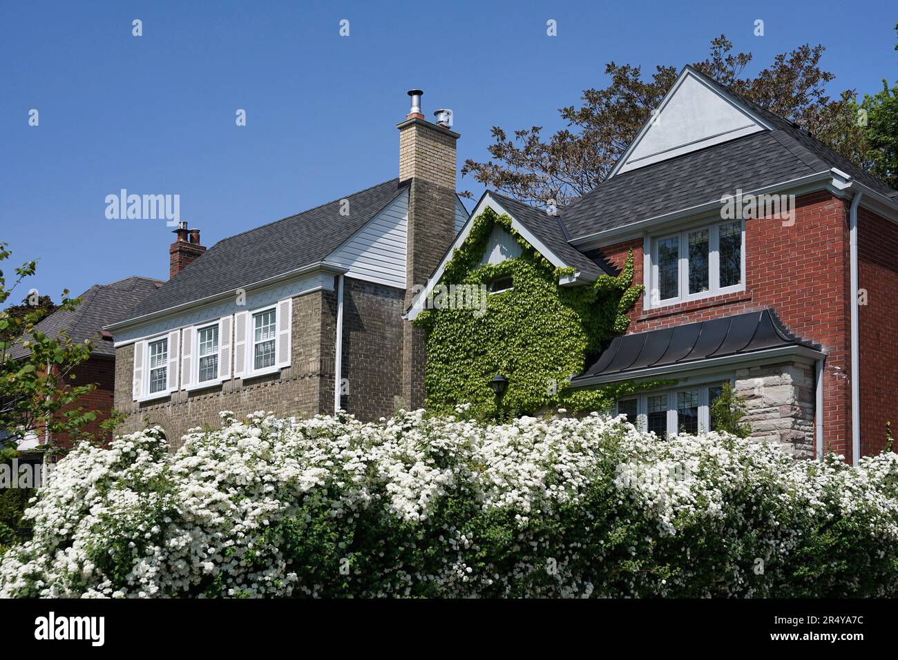 Front garden with hedge of white spirea bushes Stock Photo - Alamy