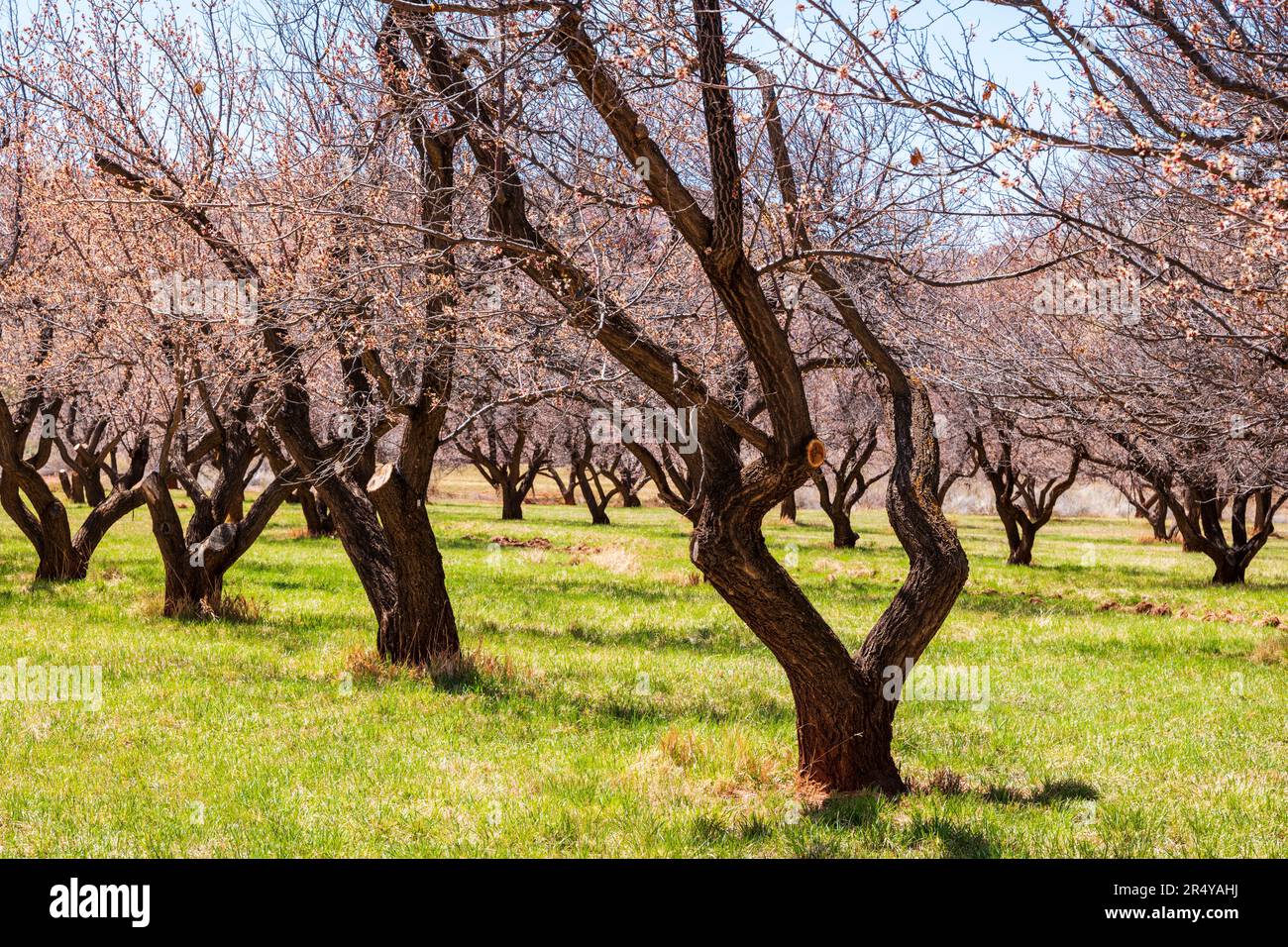 Apricot orchard; Fuita; Capital Reef National Park; Utah; USA Stock ...